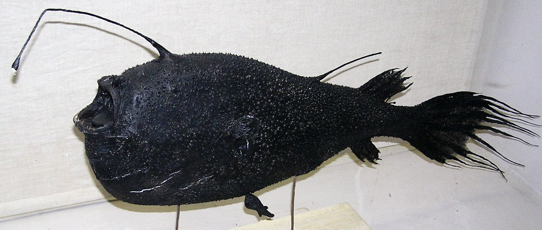 11 Ways Deep-Sea Creatures Handle Pressure