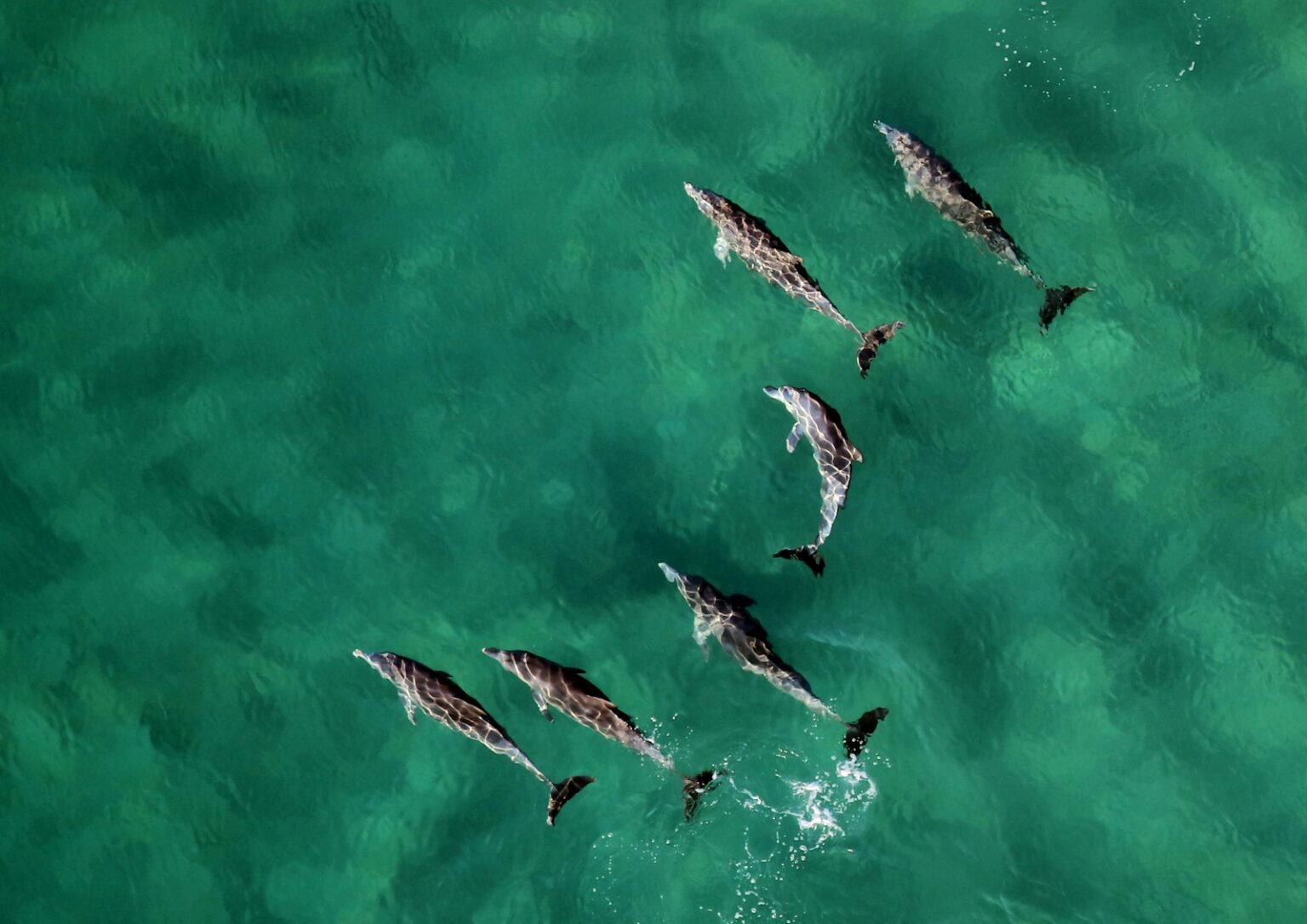 How Dolphins Work Together to Hunt Prey