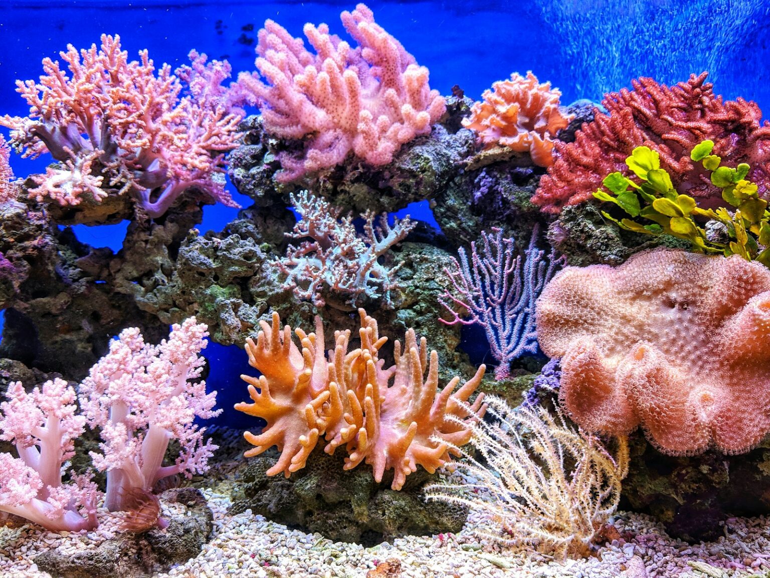 Why Some Sharks Prefer Coral Reefs Over Open Seas
