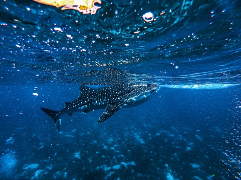 Why Some Sharks Have Stripes and Others Have Spots