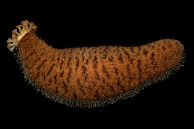 Can Sea Cucumbers Fight Back? Their Bizarre Defense Mechanism