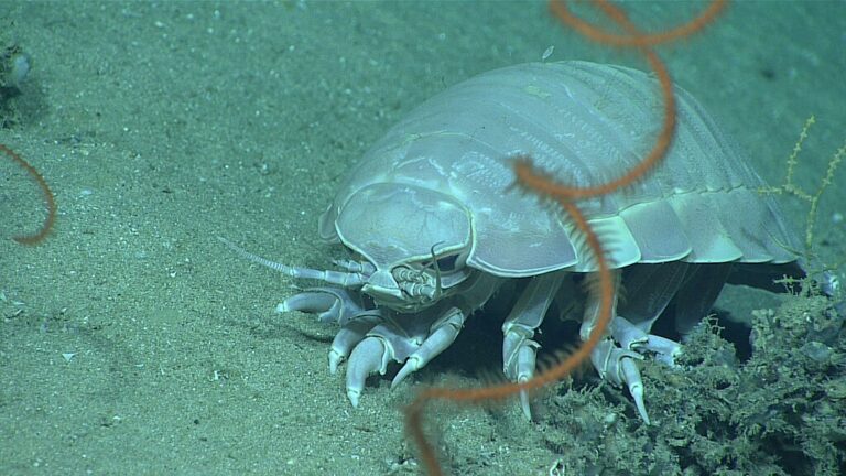 8 Deep-Sea Ambush Predators You Don’t Want to Meet