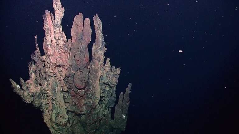 The Secret Life of Deep-Sea Crabs