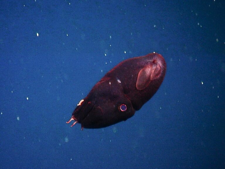 How Deep-Sea Creatures Use Jet Propulsion to Move