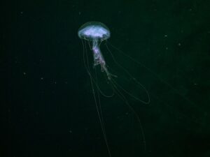 Deep-Sea Jellyfish That Look Like Floating Ghosts