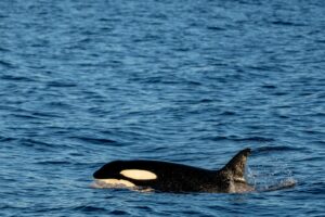 Wild vs. Captive Orcas: The Stark Differences in Behavior