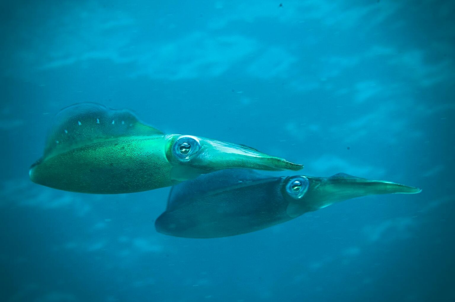 The Giant Squid: A Deep-Sea Legend Finally Caught on Camera