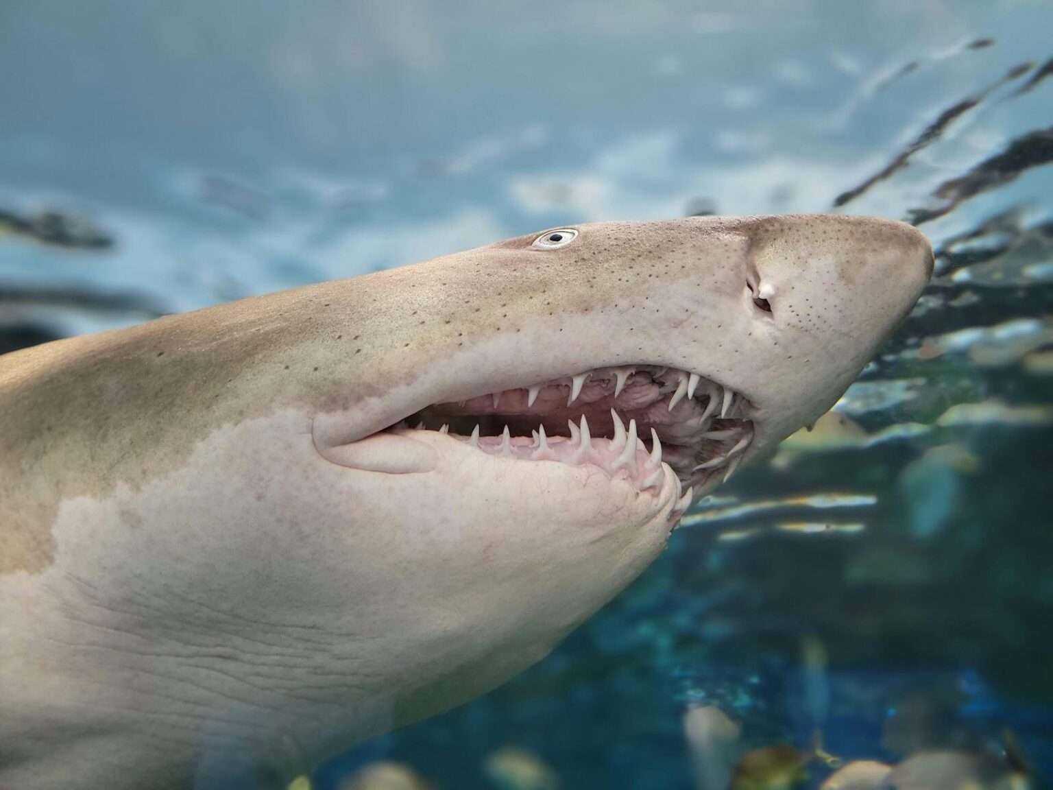 The Bizarre Relationship Between Sharks and Remora Fish