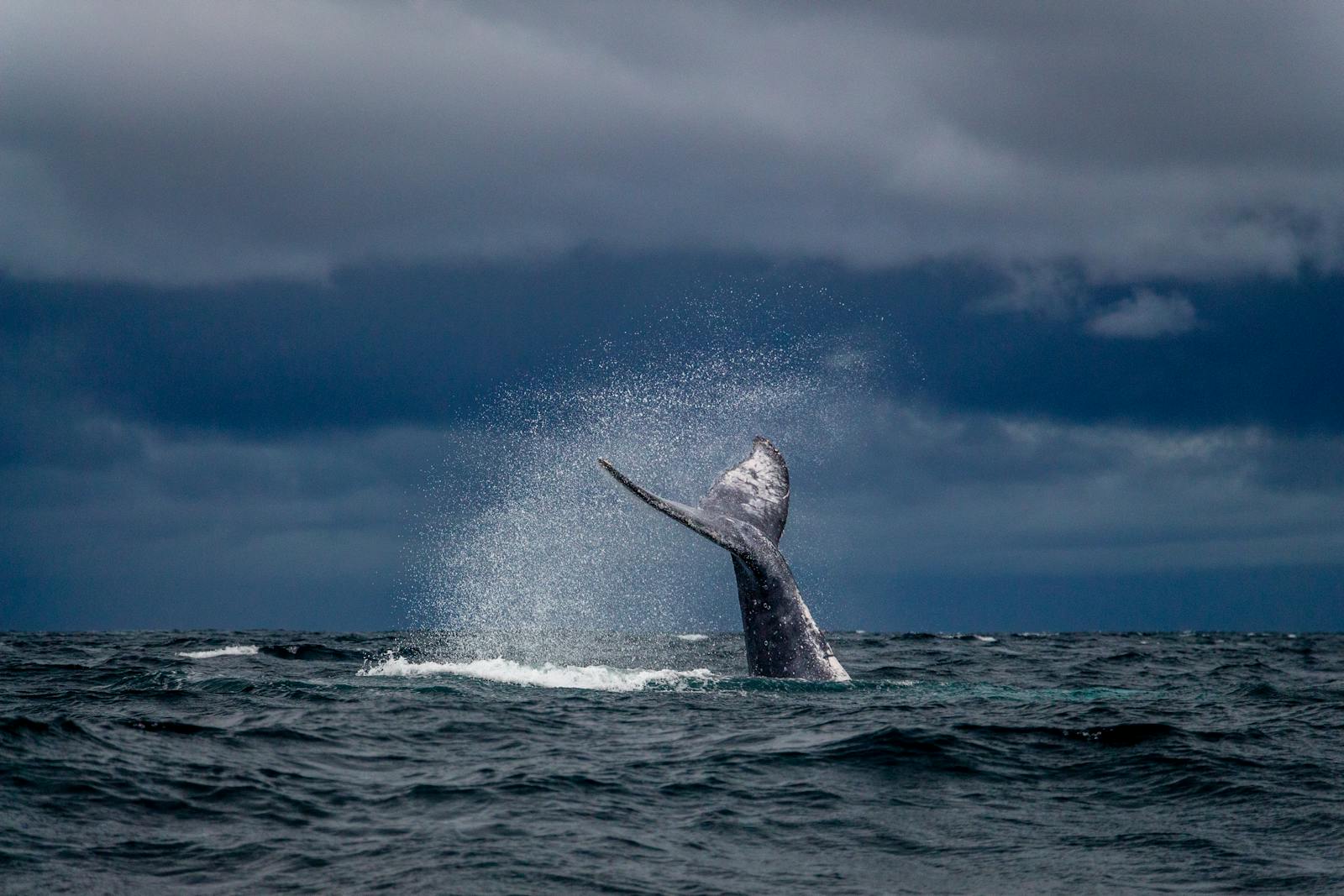 How Whales Use Their Flukes to Communicate