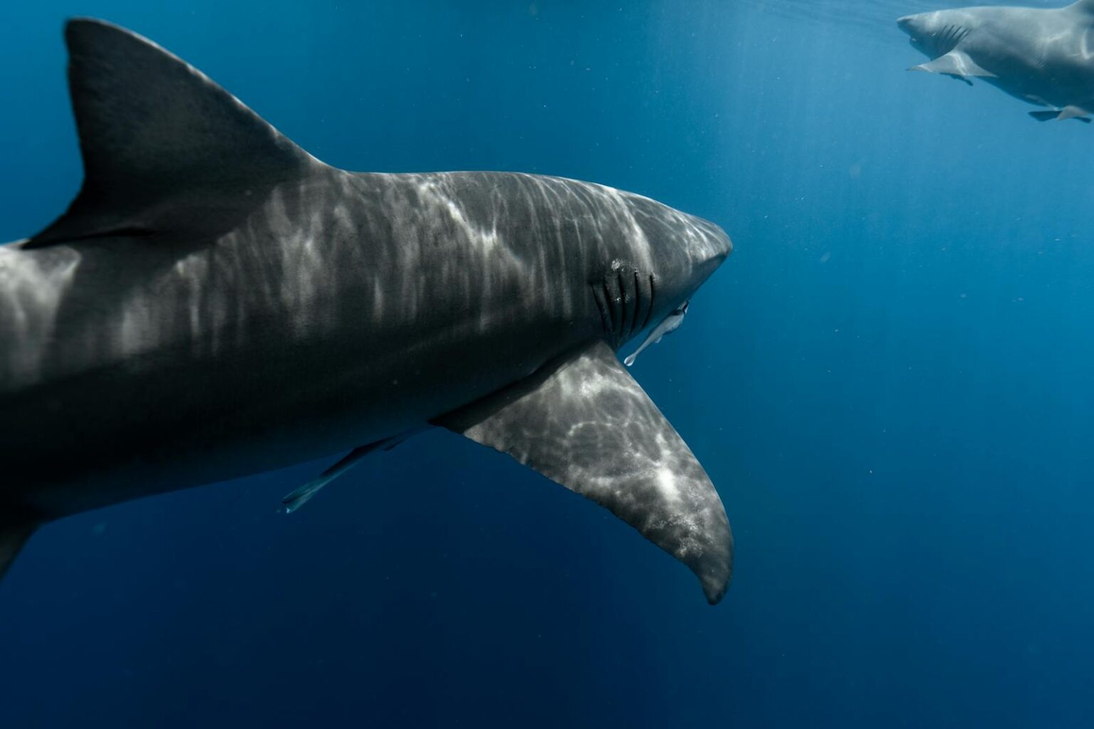 Do Sharks Sleep? The Fascinating Science Behind Their Rest Patterns