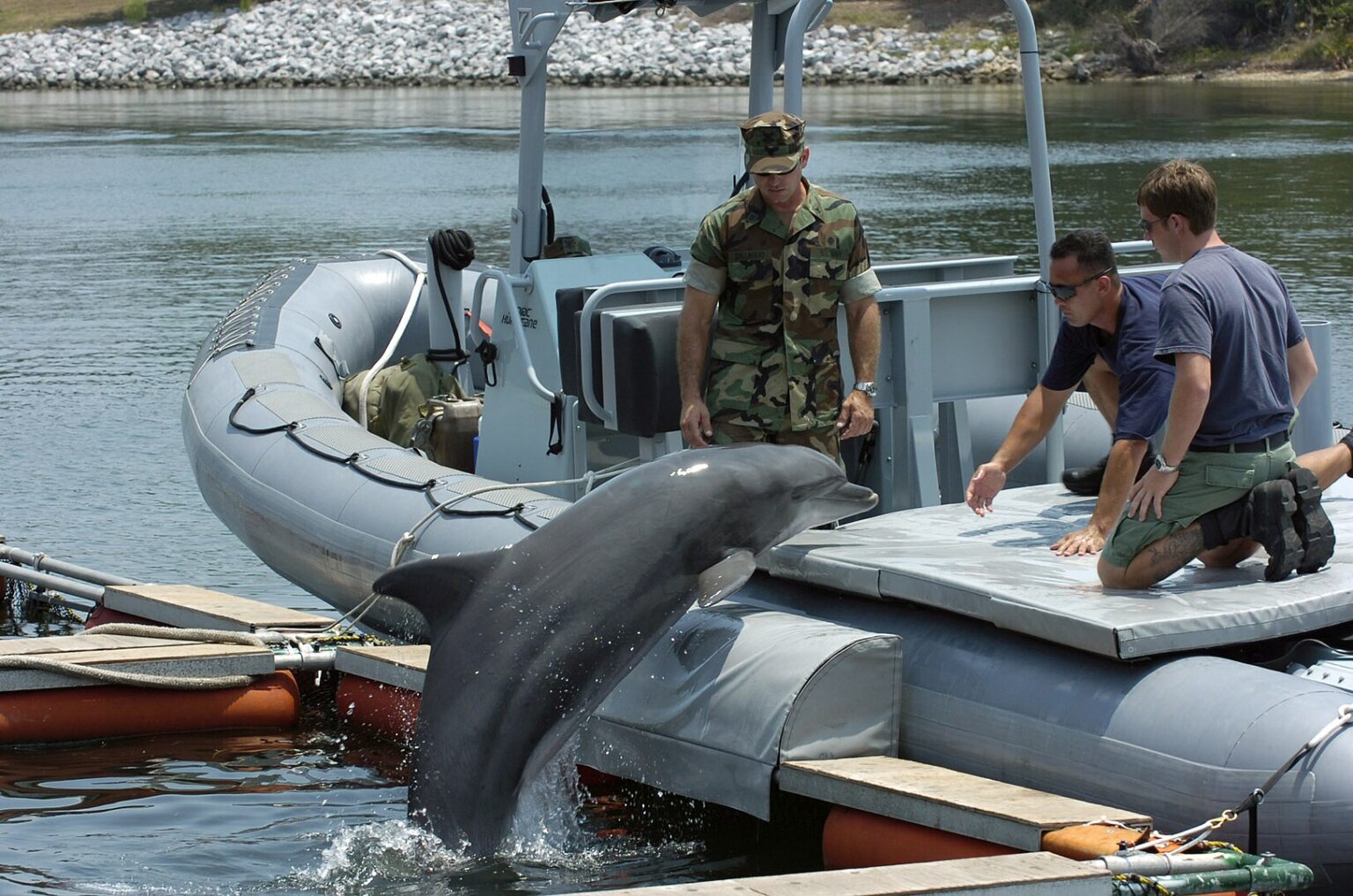 11 Dolphins That Saved Human Lives