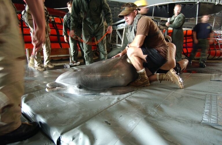 The Link Between Dolphin Brains and Human Empathy