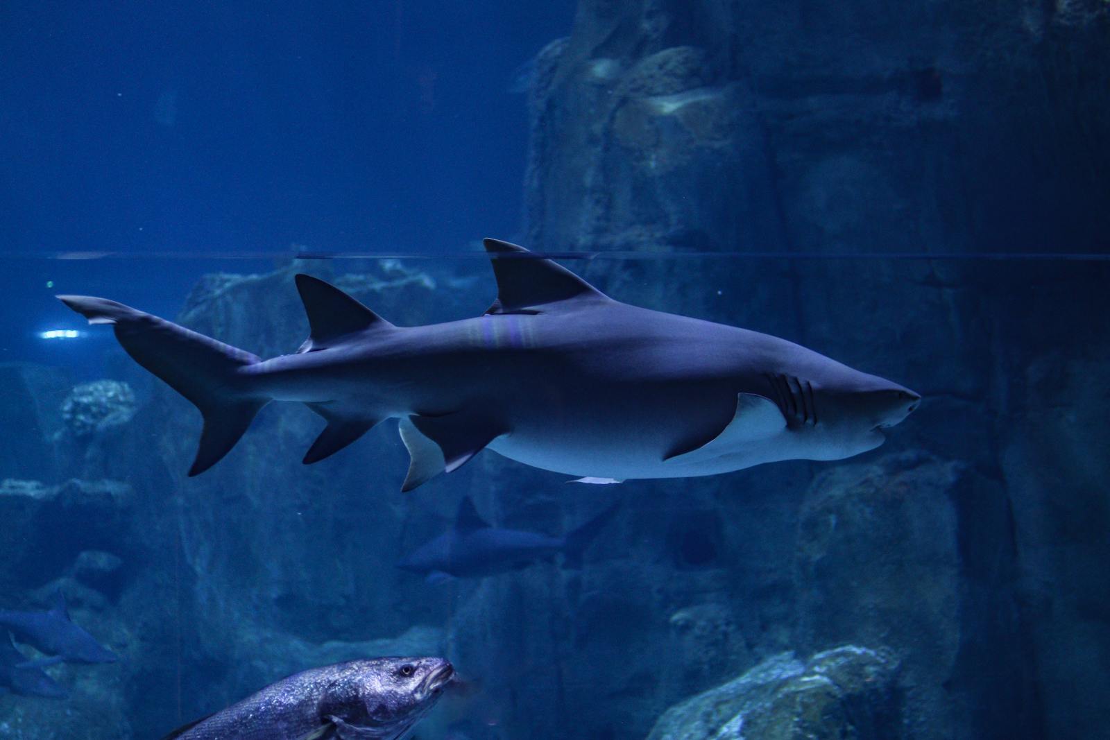 Why Some Sharks Have Stripes and Others Have Spots