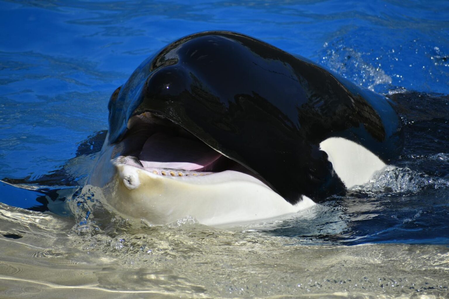 Orca Pods: The Social Structures Behind Their Success