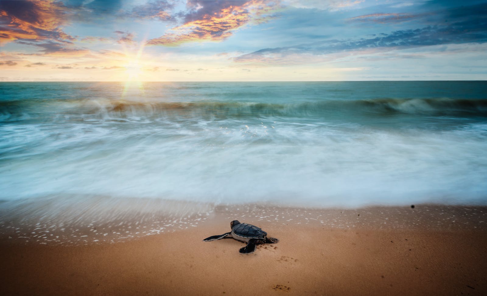 How Turtles Use Earth’s Magnetic Field to Navigate