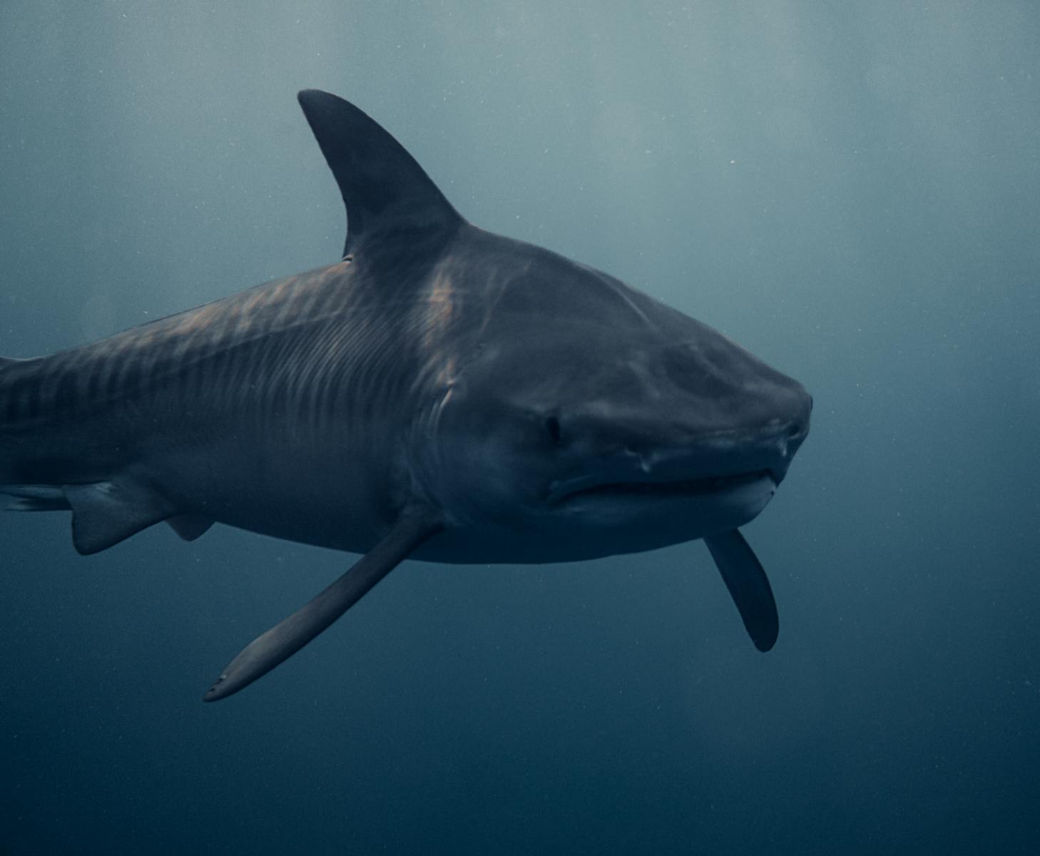 Why Sharks Are Vital to Ocean Health (And What Happens If They Disappear)