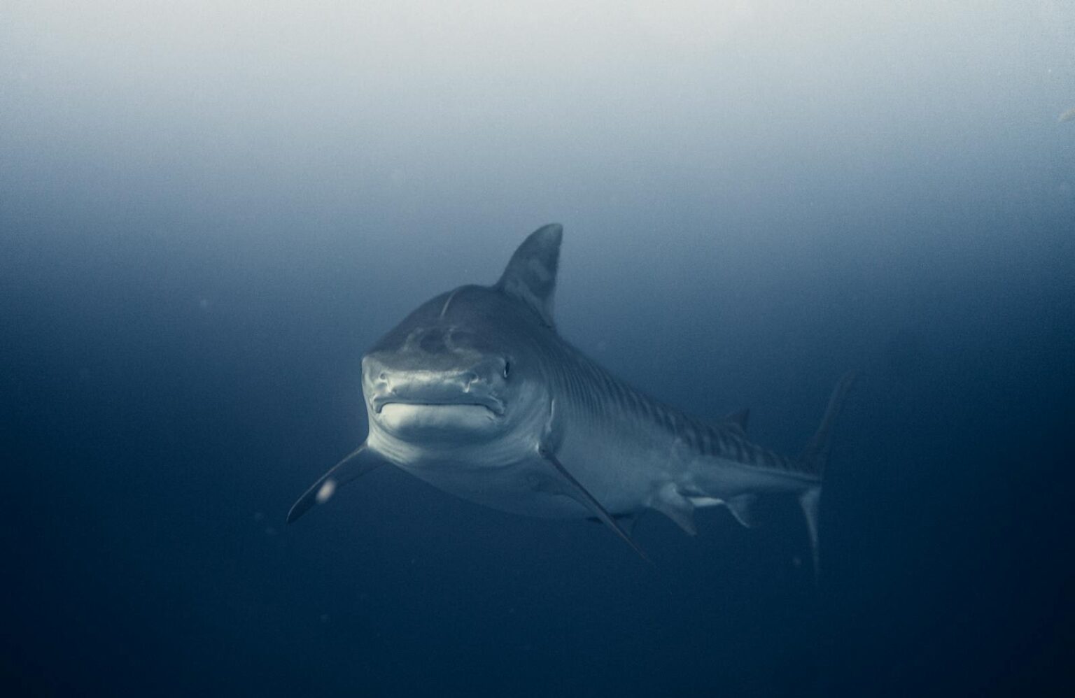 How Fast Can a Great White Shark Swim? The Answer May Surprise You