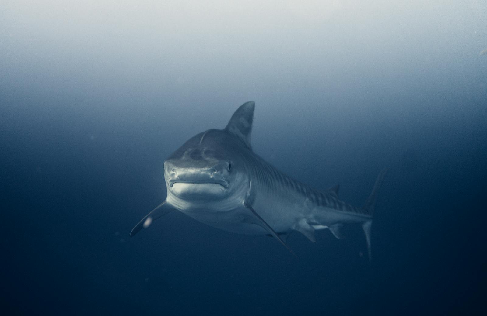 Why Some Sharks Have Stripes and Others Have Spots
