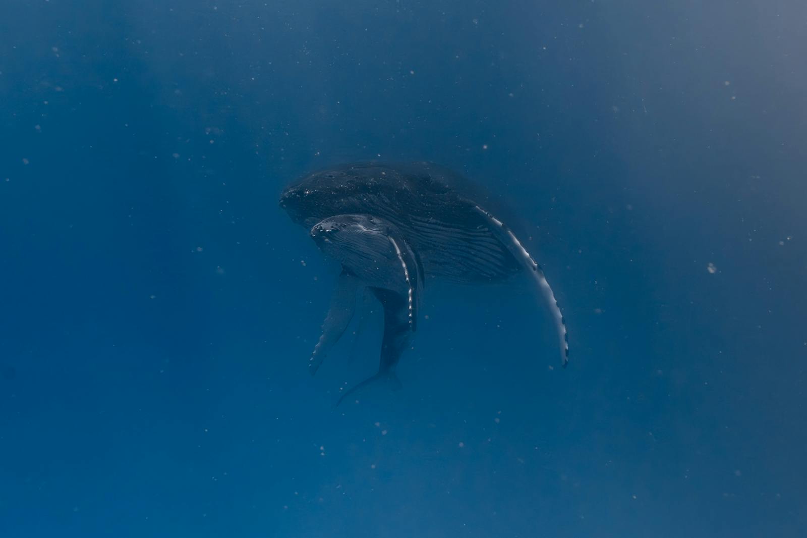 What Happens When a Whale Dies in the Deep Sea?