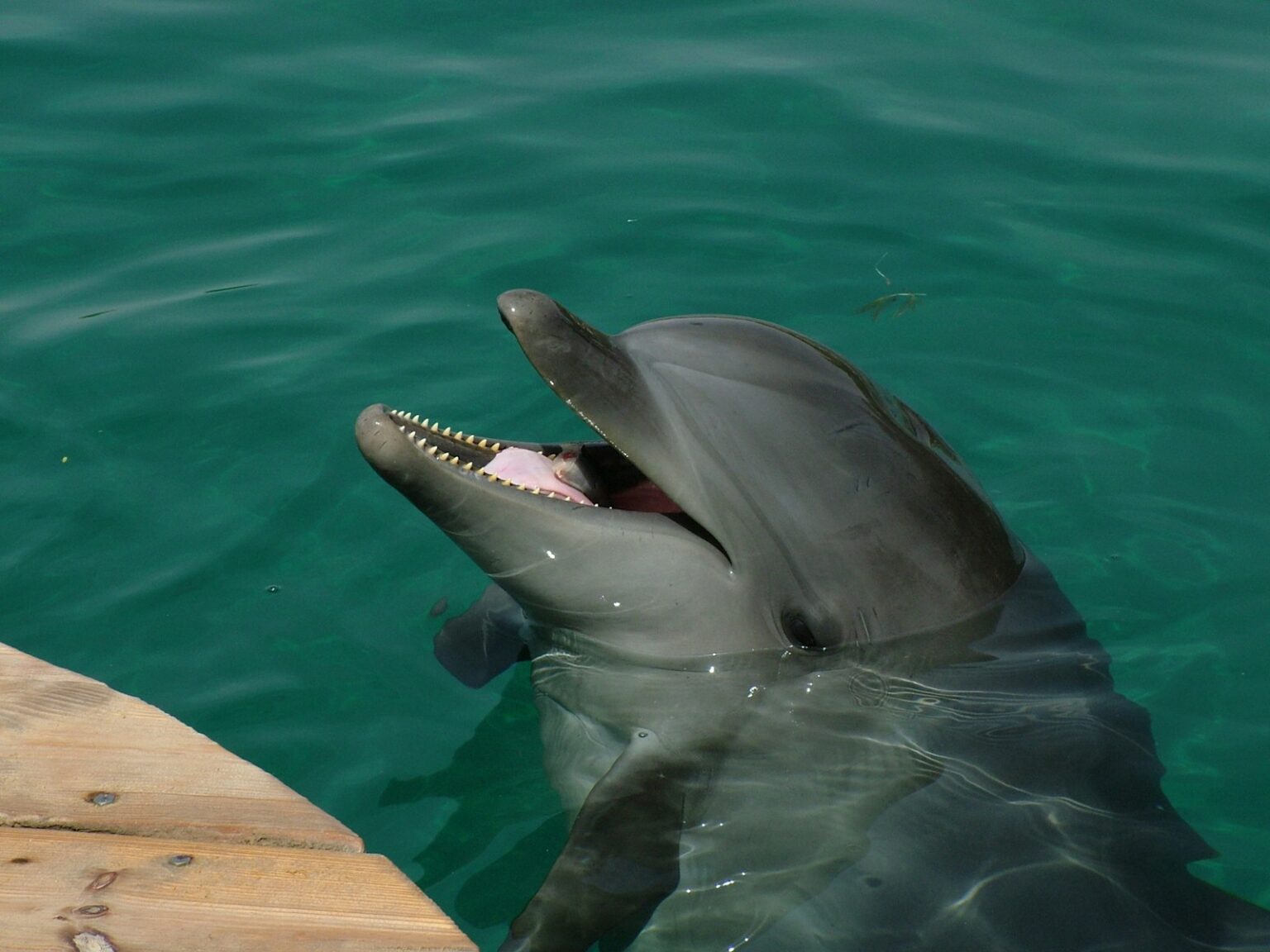 The Dolphin Brain vs. The Human Brain—Which Is Smarter?