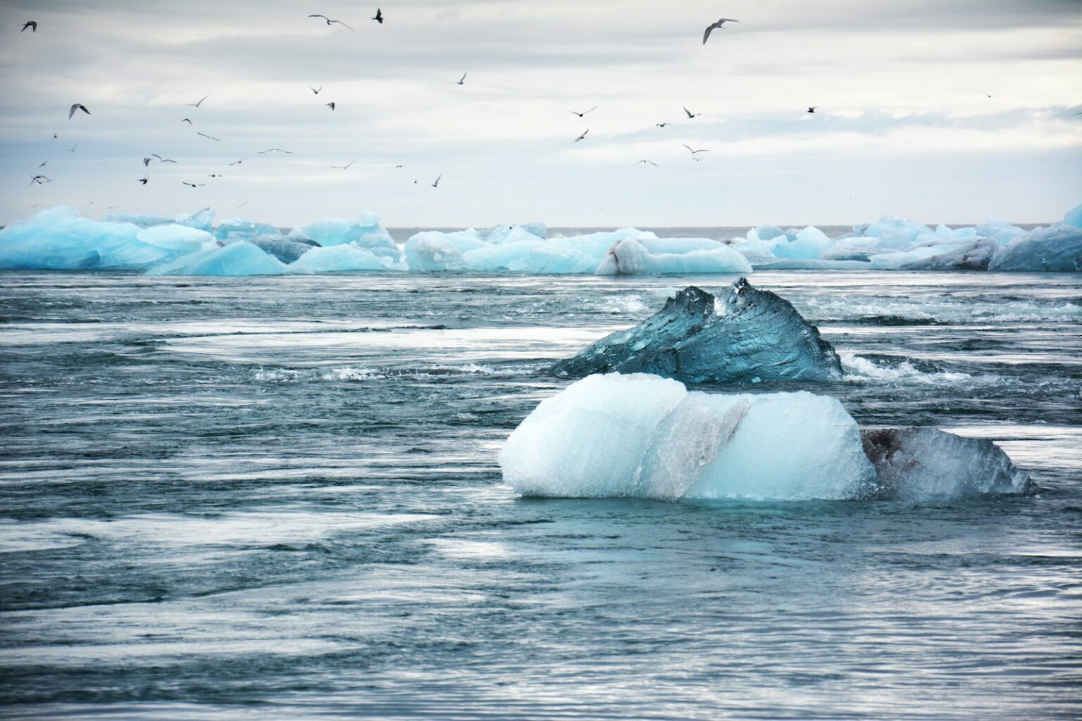 The Penguin That Surfs Waves Like a Pro