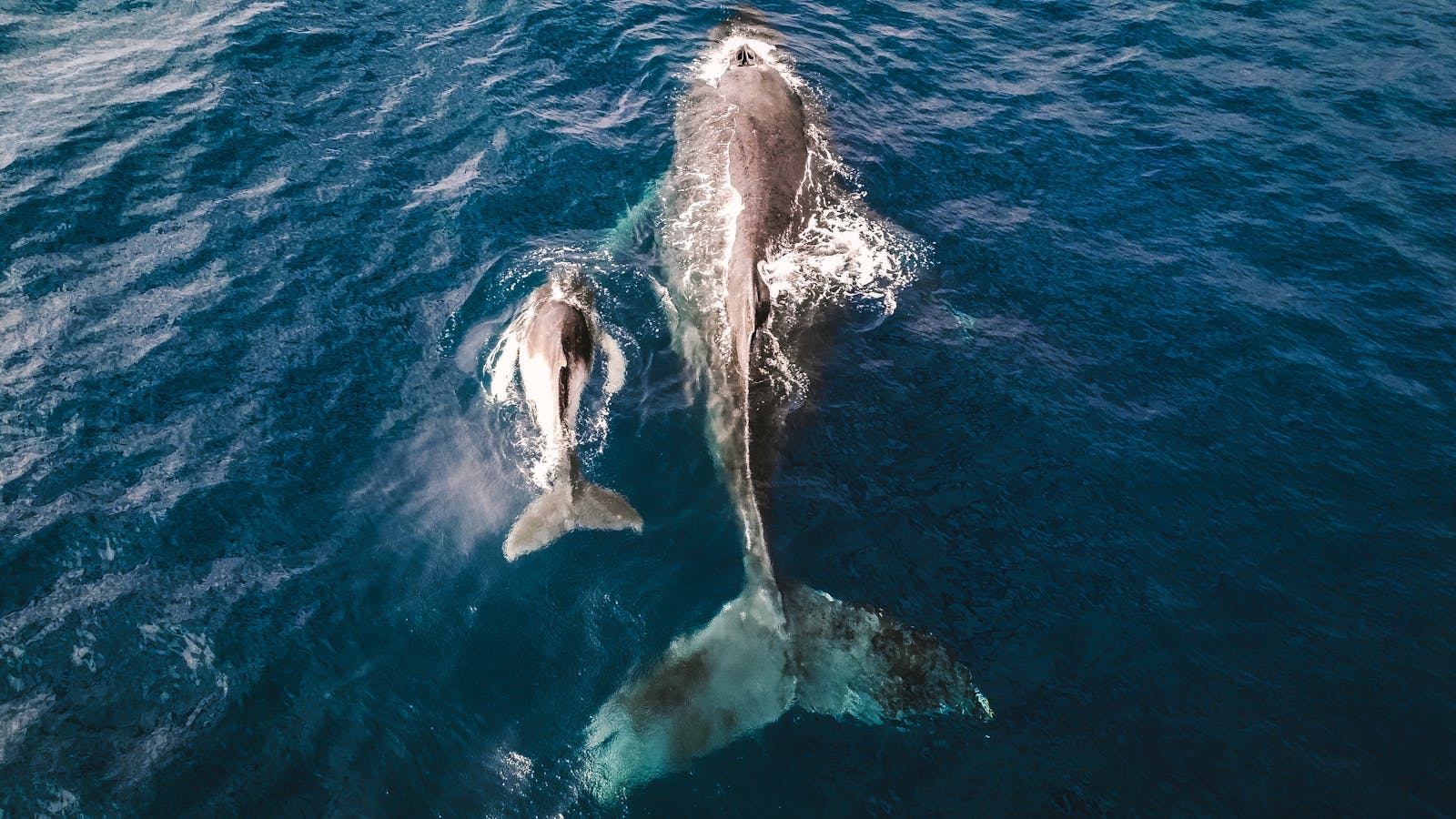How Sonar Is Disorienting Whales Across the Globe