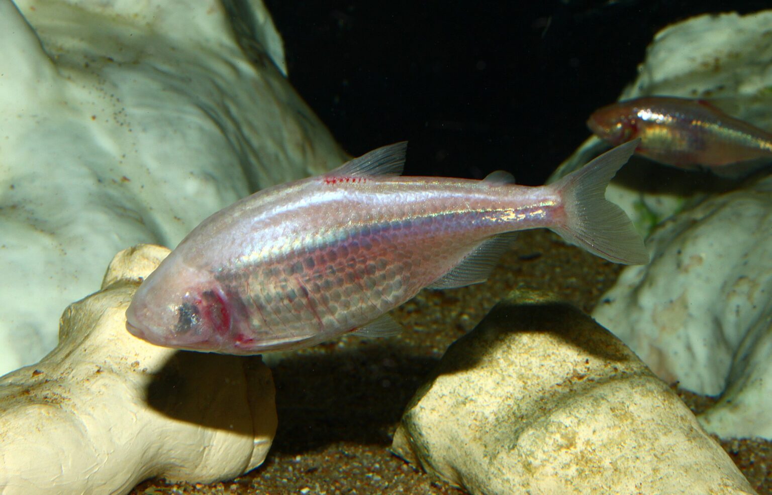 7 Creatures That Live Without Sunlight