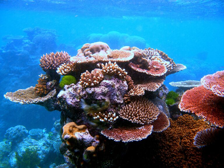 Why Coral Bleaching Disrupts Whale Feeding Patterns