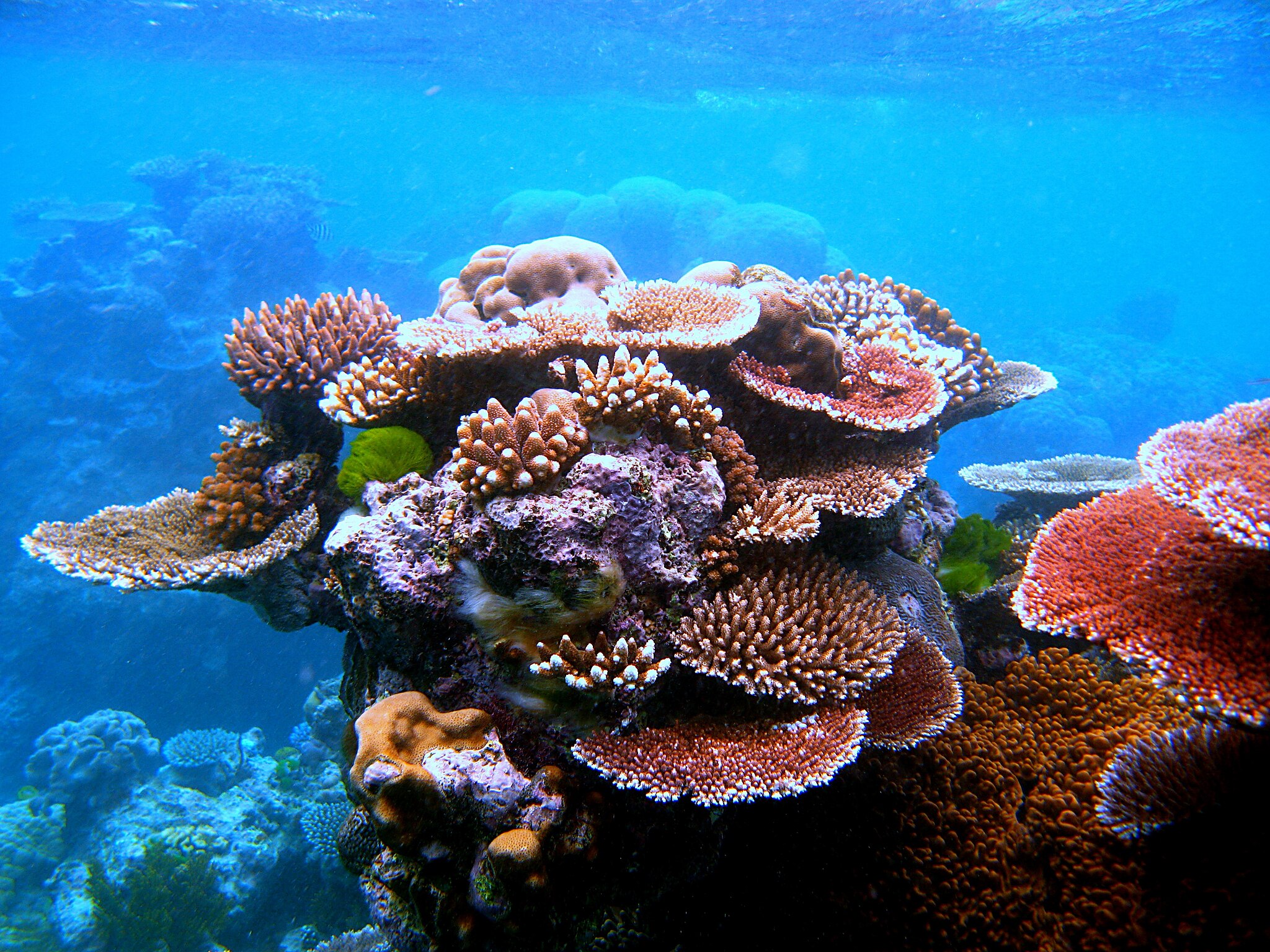 Why Coral Bleaching Disrupts Whale Feeding Patterns
