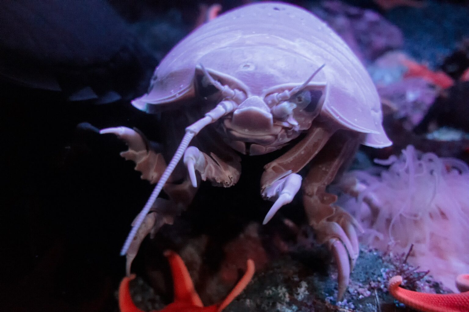 8 Deep-Sea Ambush Predators You Don’t Want to Meet
