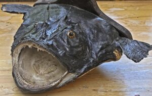 Why Deep-Sea Fish Often Have Gigantic Teeth