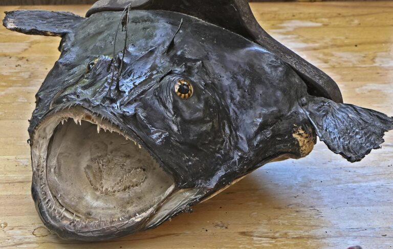 Why Deep-Sea Fish Often Have Gigantic Teeth