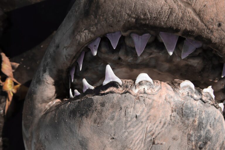 How Sharks Clean Their Own Teeth