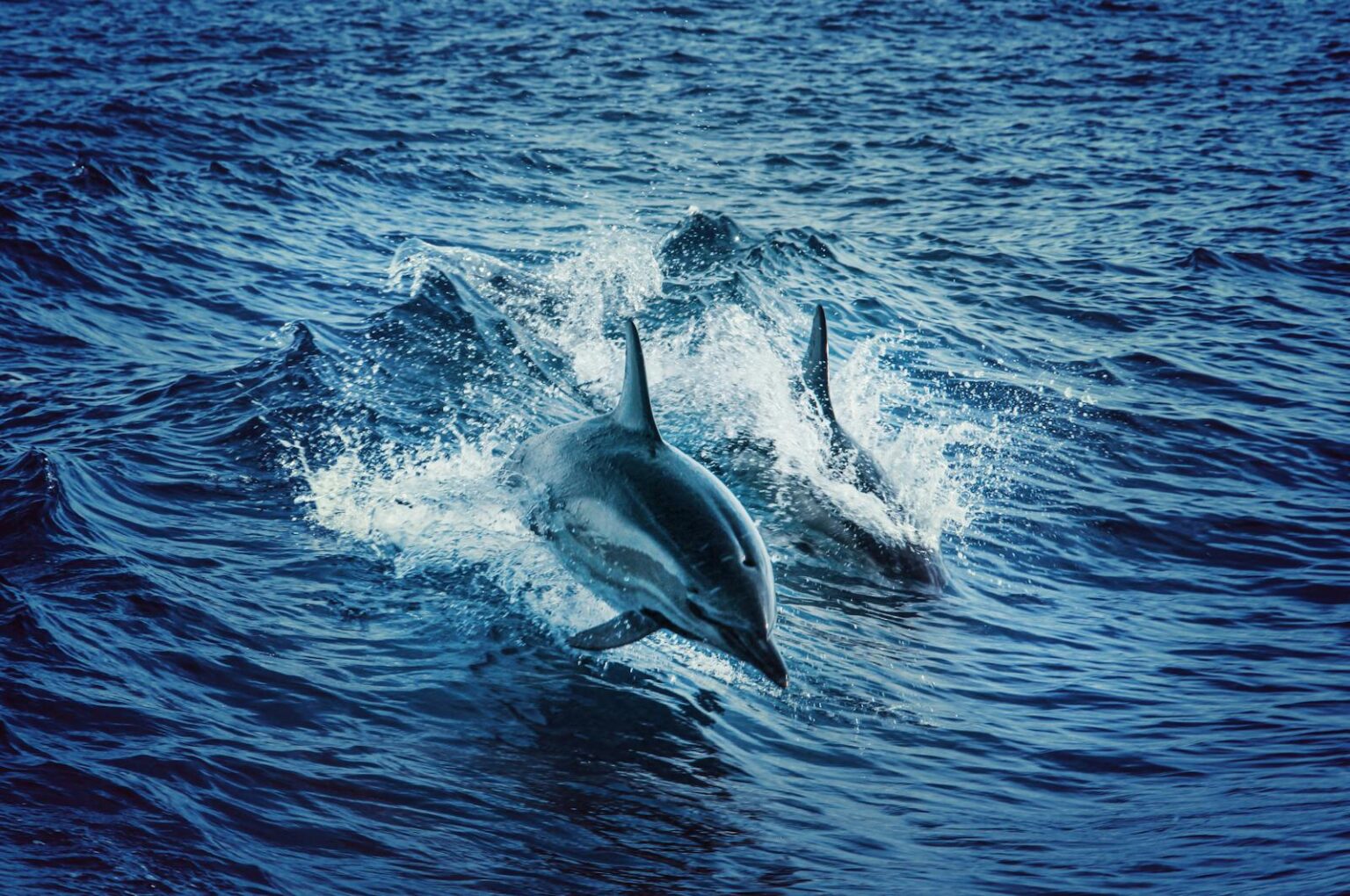 How Dolphins Communicate With Each Other Underwater