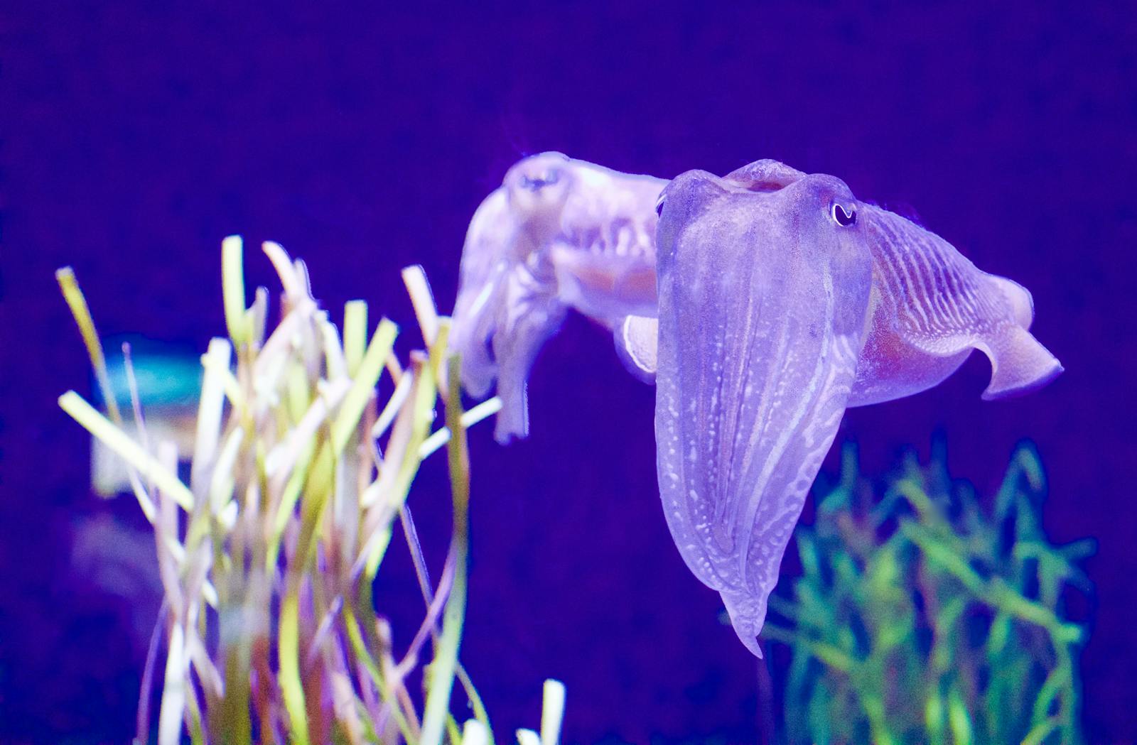 The Giant Squid: A Deep-Sea Legend Finally Caught on Camera