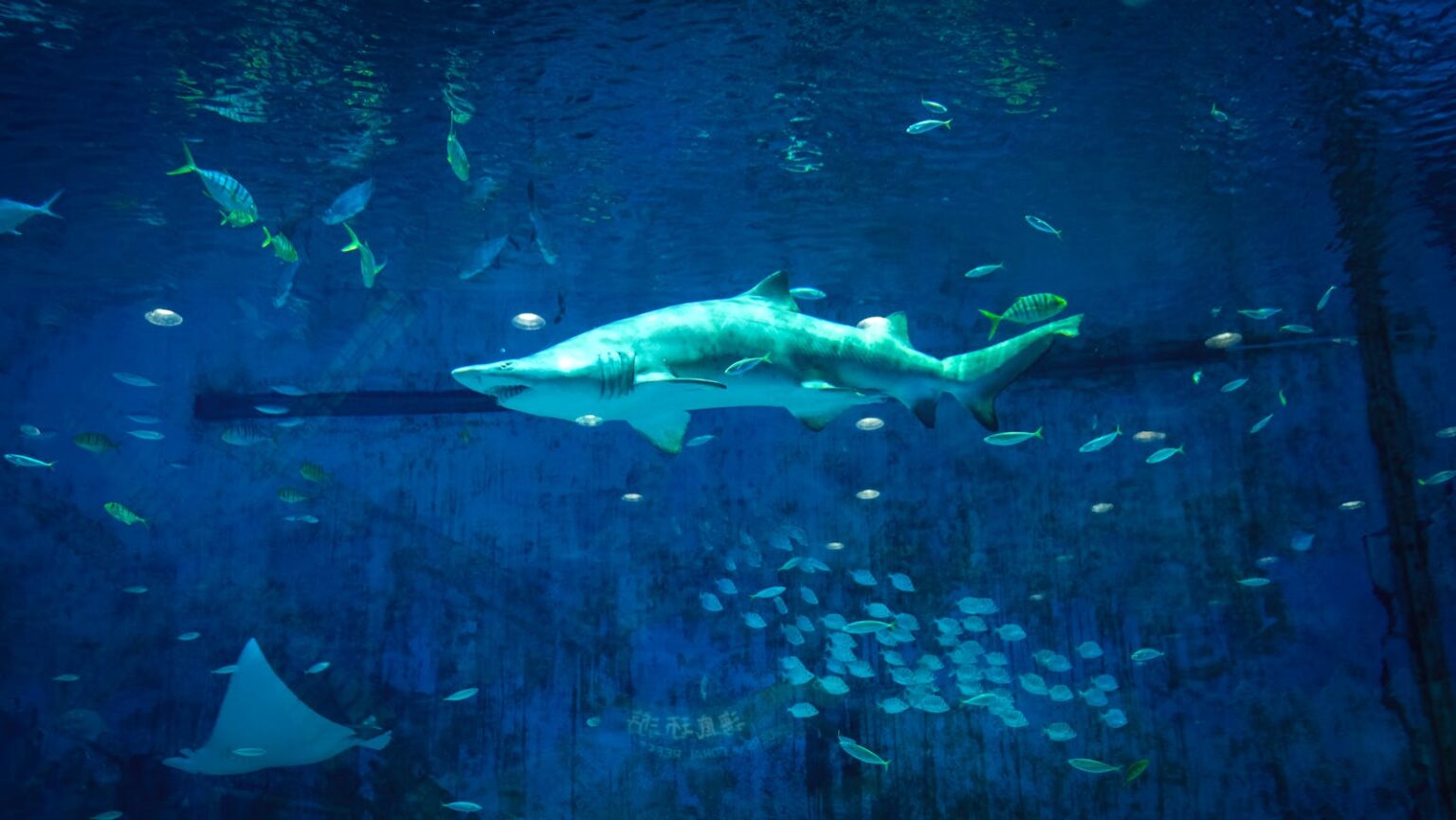 How Sharks Detect Electric Fields in Prey