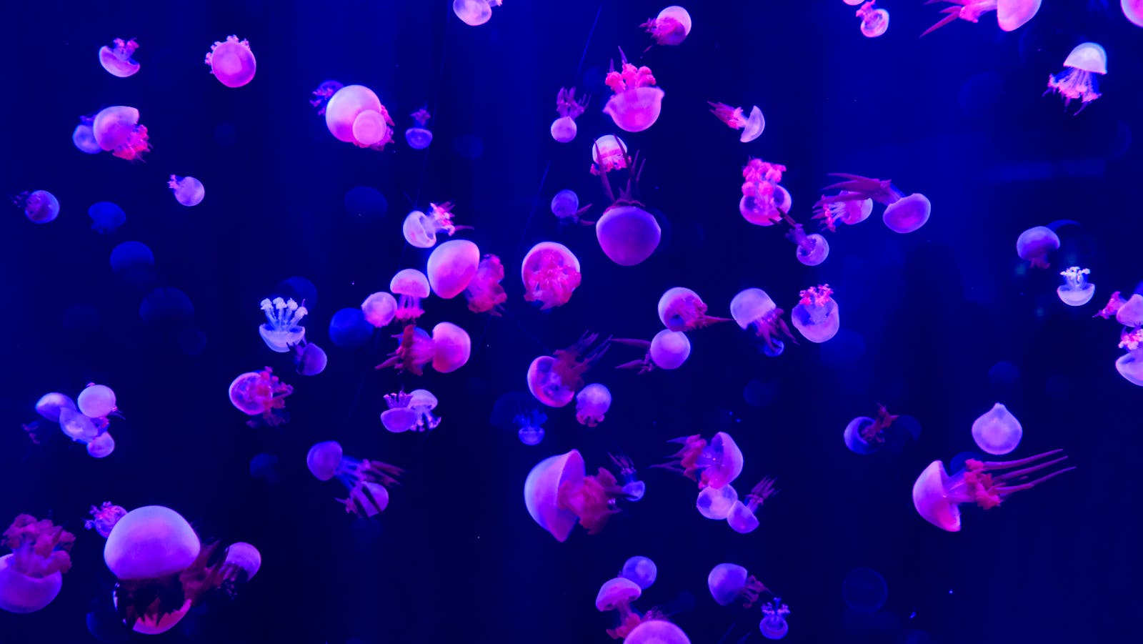 Why Jellyfish Blooms Are Becoming More Common