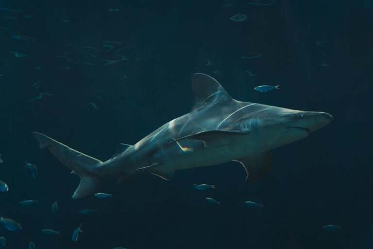 The Bizarre Relationship Between Sharks and Remora Fish
