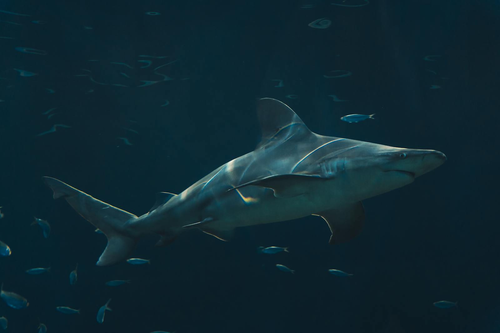 The Bizarre Relationship Between Sharks and Remora Fish