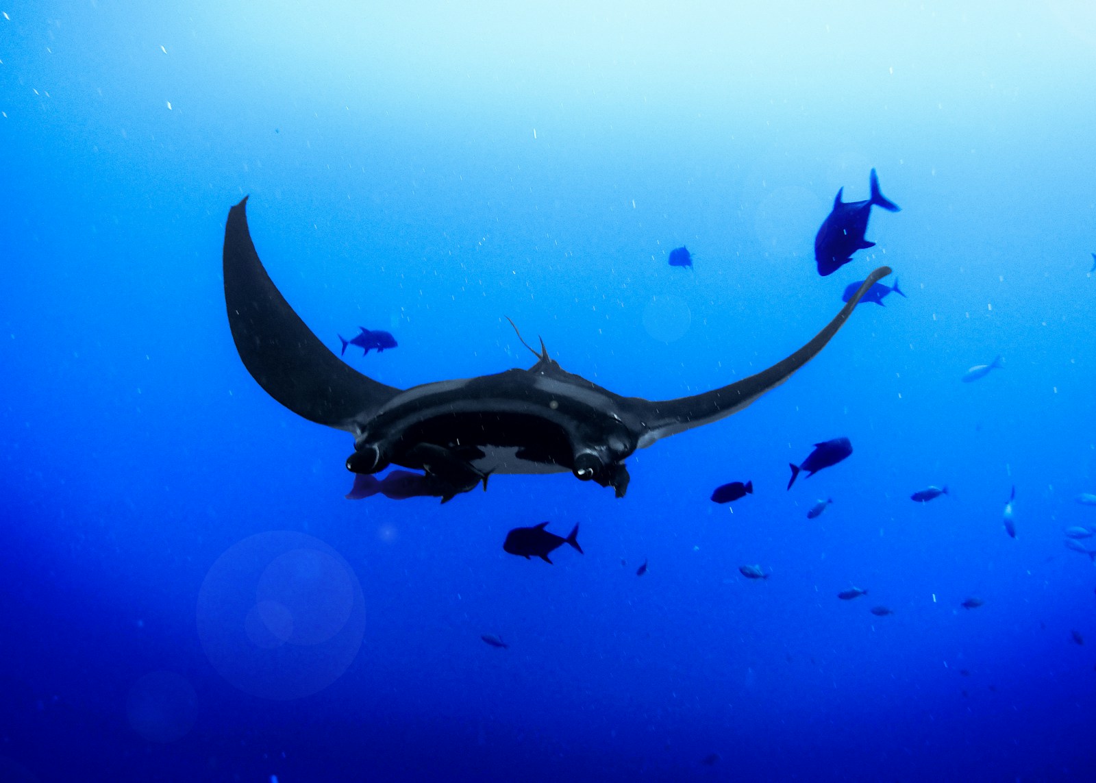 11 Surprising Impacts of Shark Finning