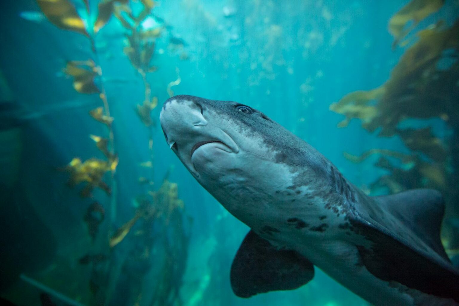 How Do Shark Gills Work Differently Than Fish Gills?