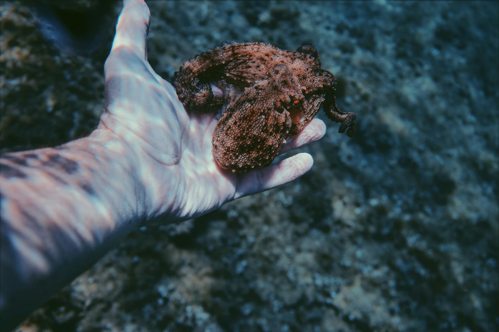 The Octopus That Changes Texture to Blend Into Rocks