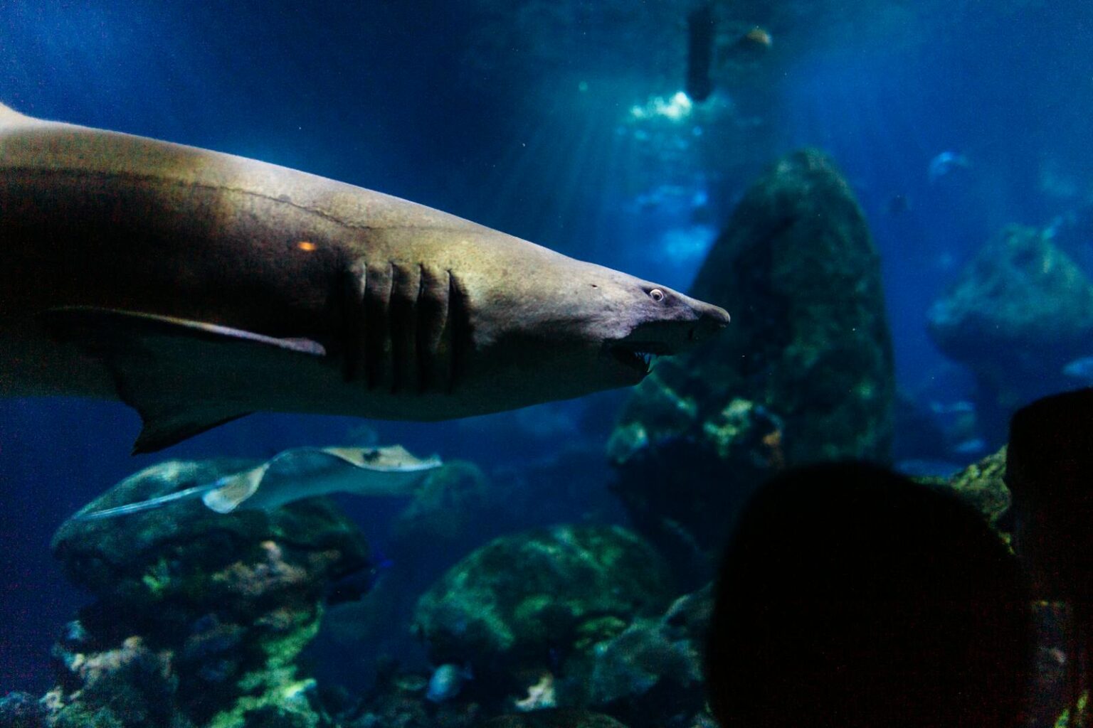 The Bizarre Relationship Between Sharks and Remora Fish