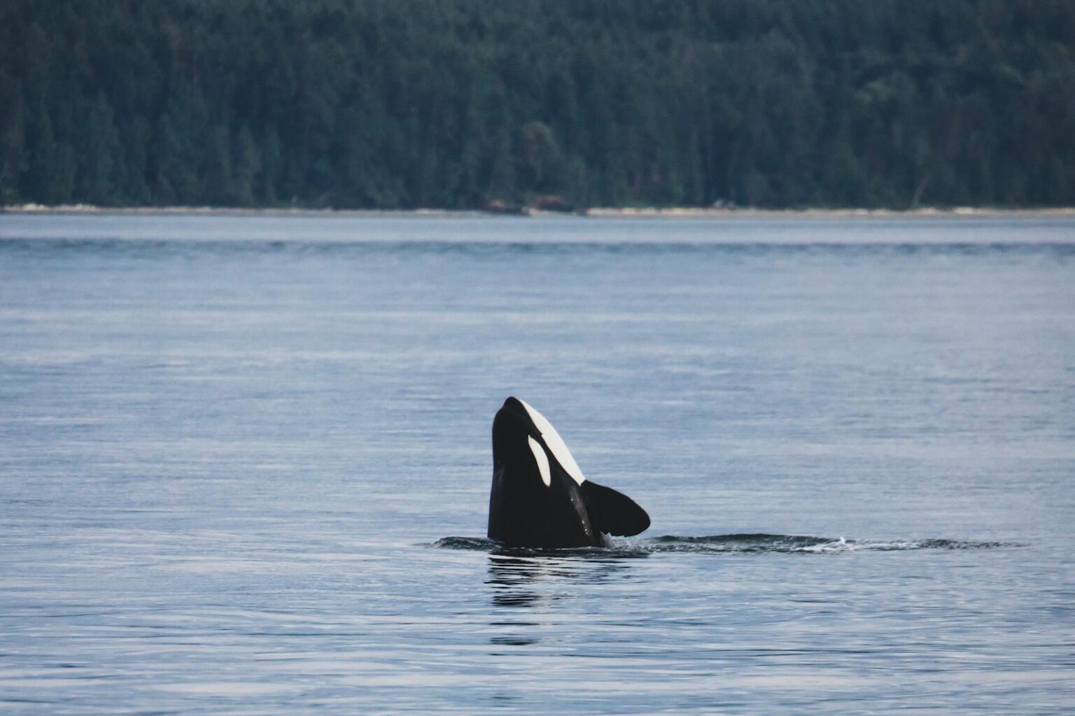Why Some Orcas Are Born Pink