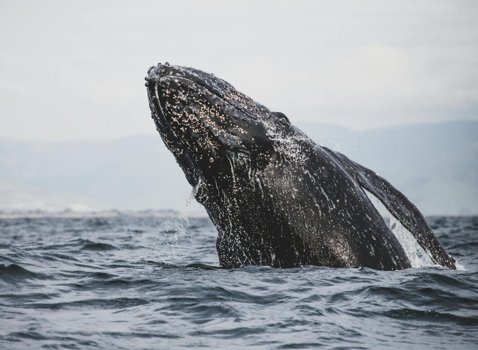 The Largest Animal Brain on Earth Belongs to This Whale