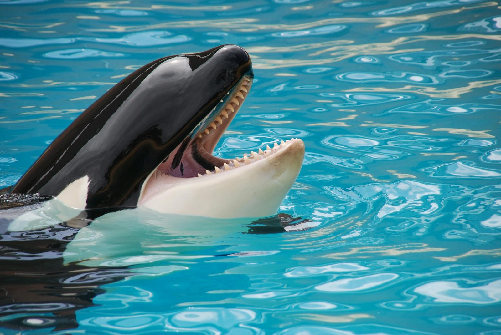 Orca Pods: The Social Structures Behind Their Success