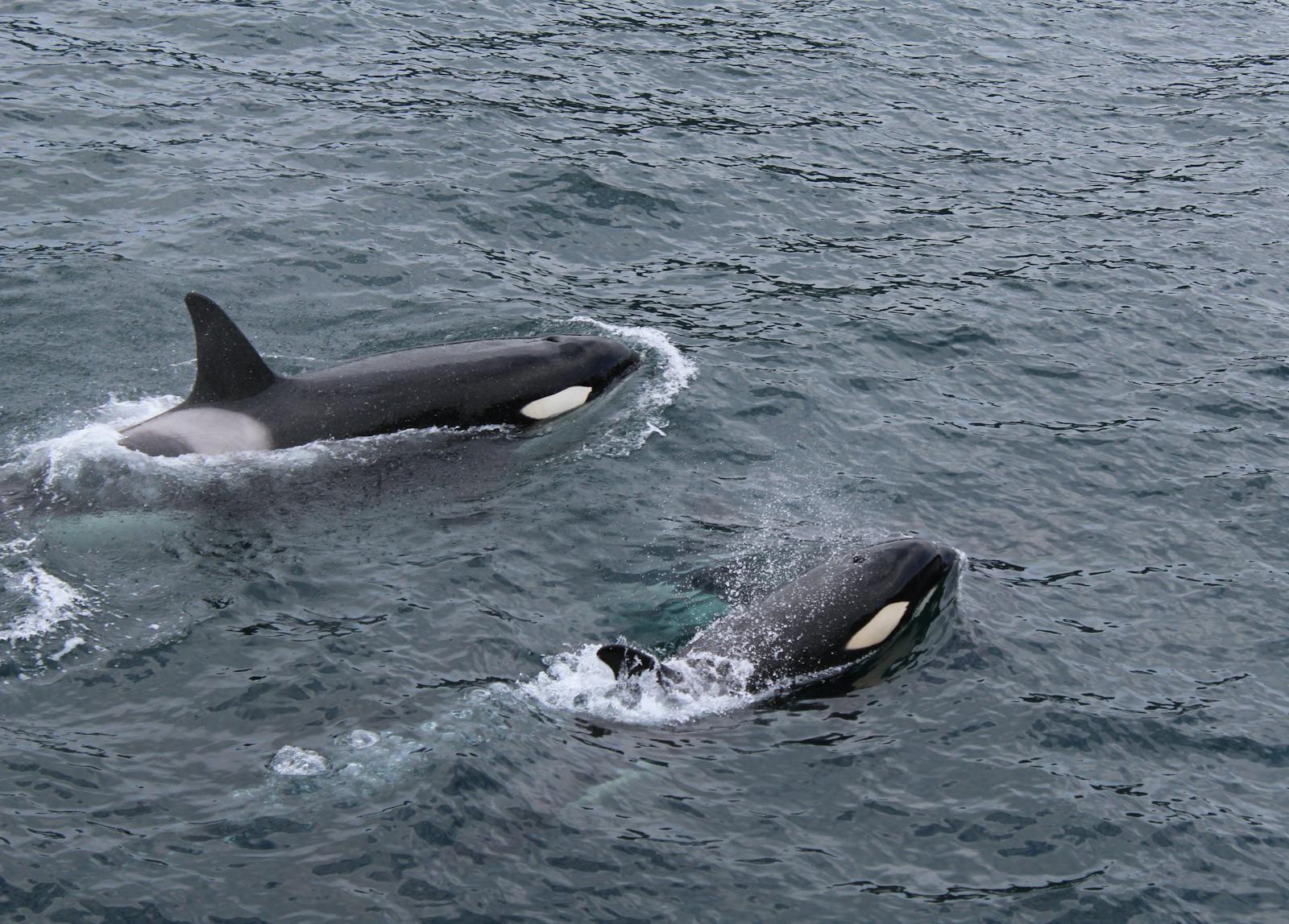 Orca Pods: The Social Structures Behind Their Success - Animals Around ...