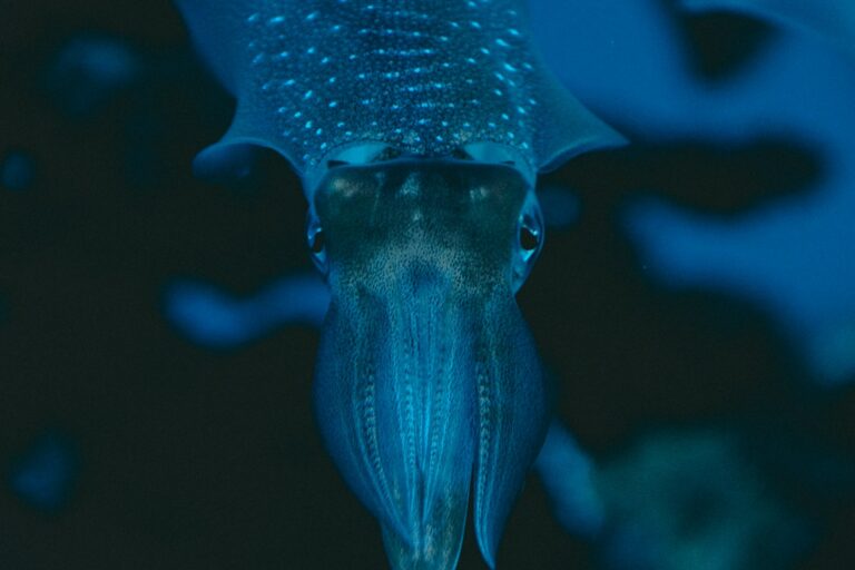 The Giant Squid: A Deep-Sea Legend Finally Caught on Camera