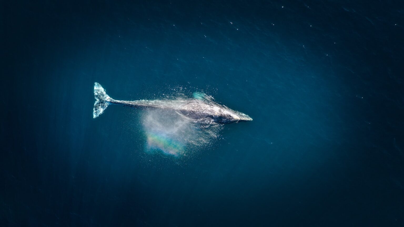 The Largest Whale Ever Recorded—Its Size Will Blow Your Mind