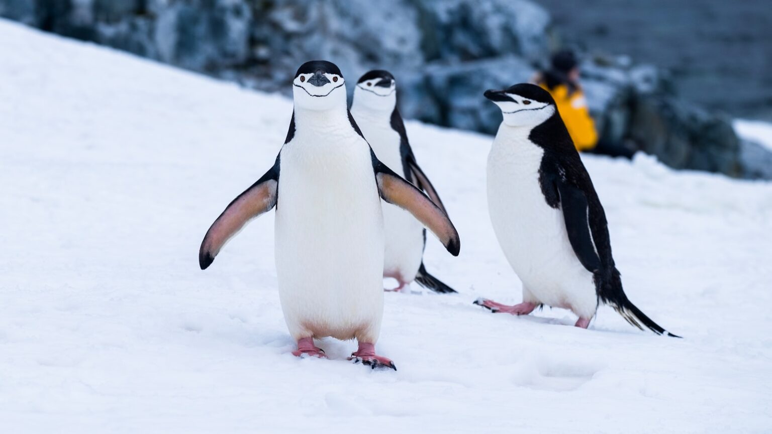 How Penguins Use Belly-Sliding to Gain Speed on Ice